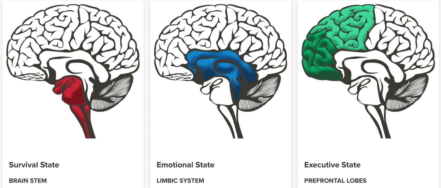 The Triune Brain: How Trauma Affects Brain Development - Therapas